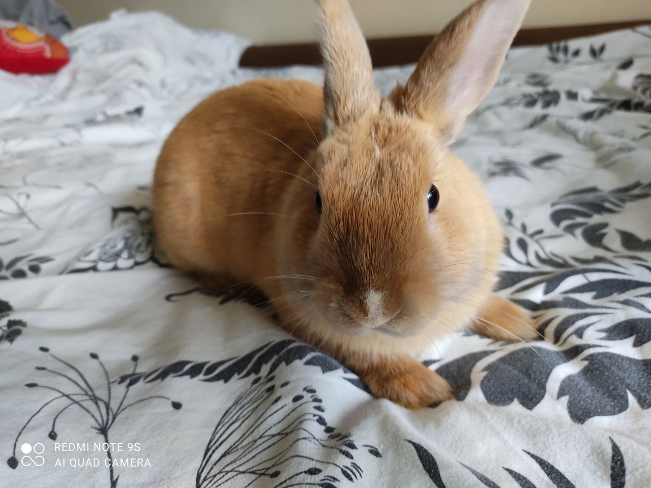 Vând iepure de rasă Rex