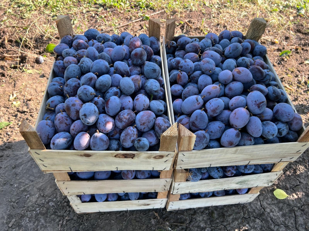 Achiziționam prune pentru export.