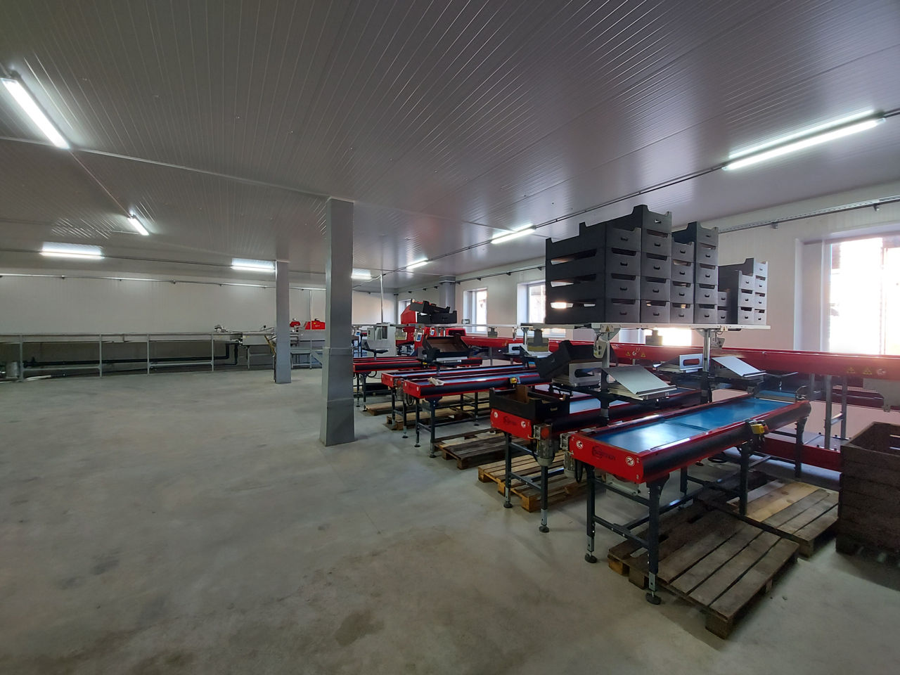 Vindem Royal Braeburn, Red Chief, Чёрный принц.