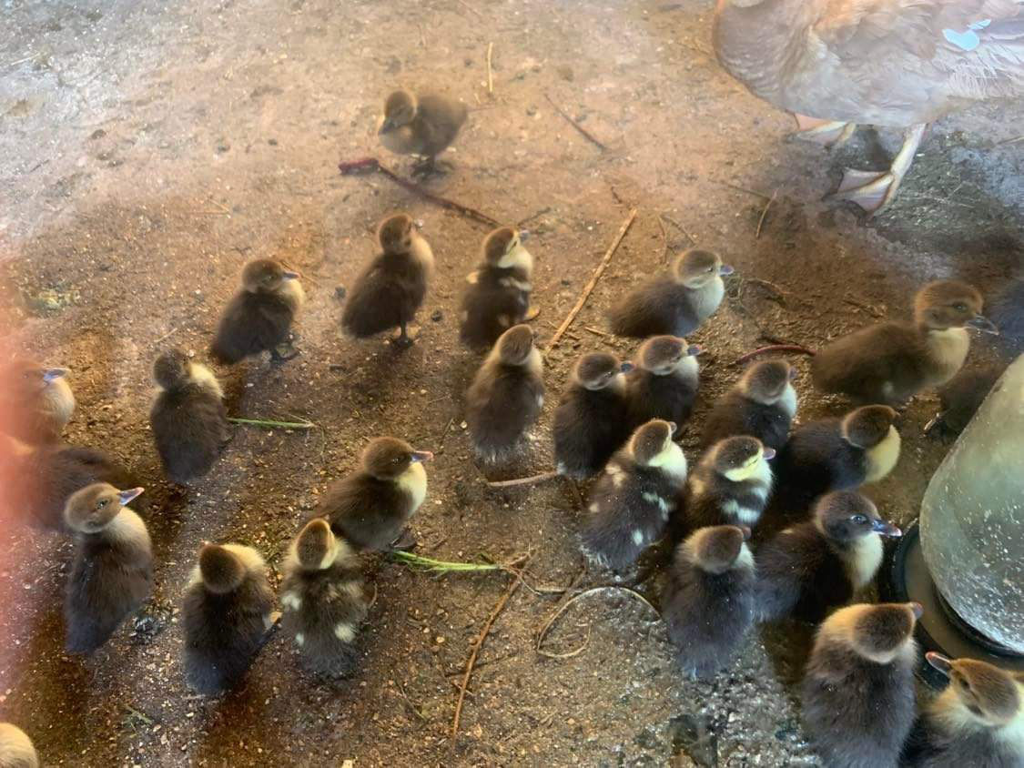 vind ratuste mute cafenii -50 lei/buc