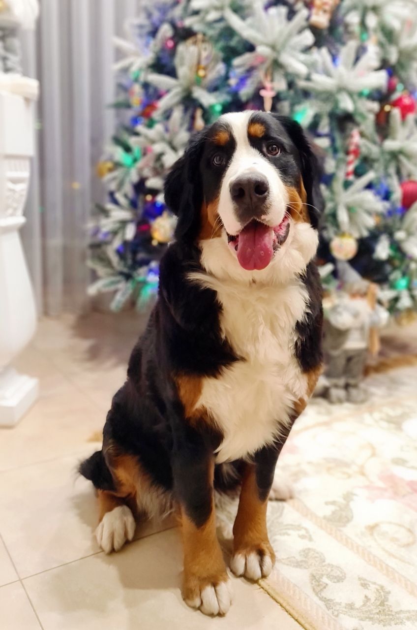 Бернский зенненхунд