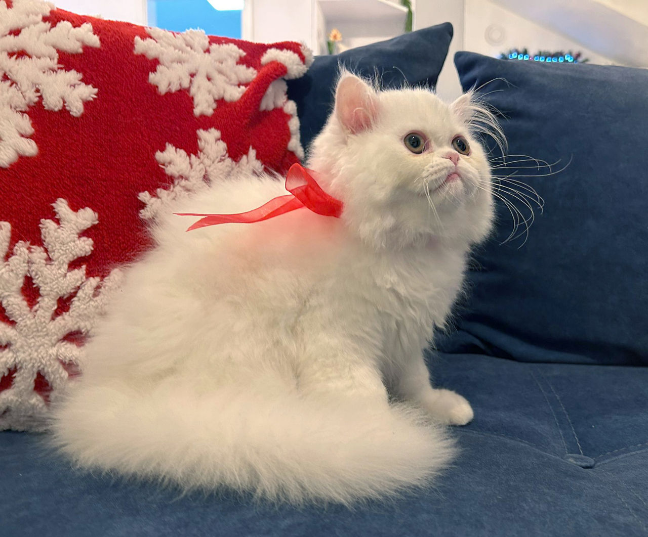 Pisoiași albi rasă pură, de la motan alb scottish fold longhair, ochi ...