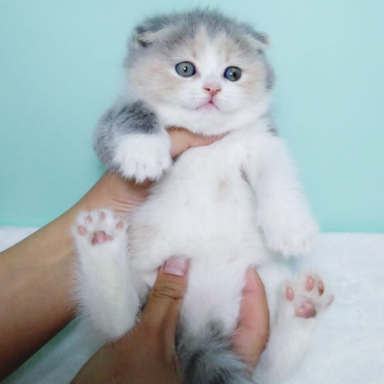 Scottish calico diluito