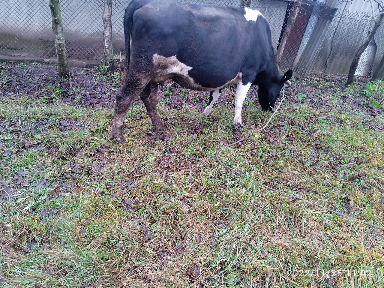 Se vinde vaca de-a fata