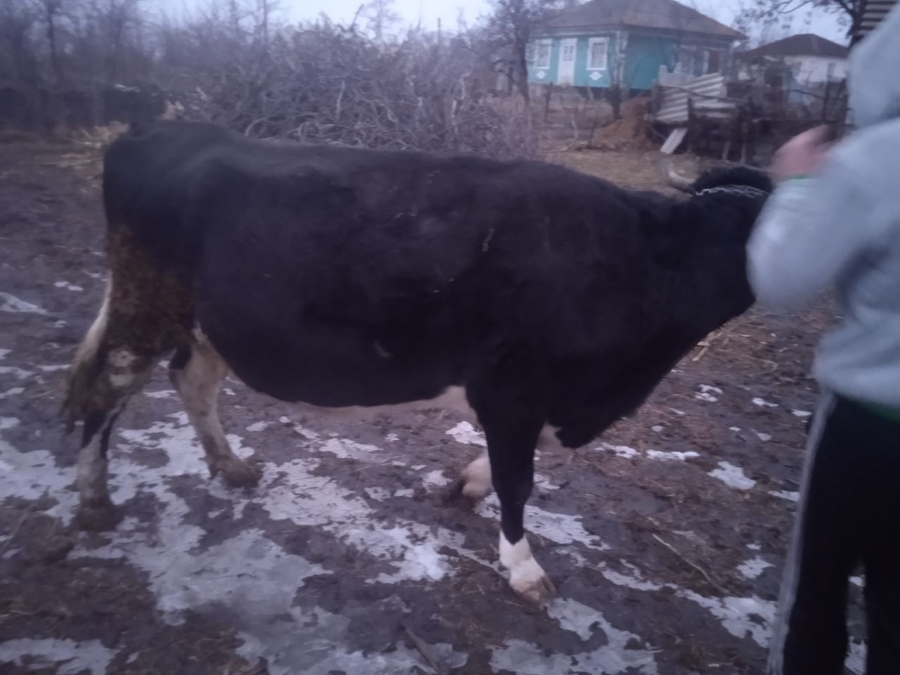 Vind vaca tînara nu-i de afata se mulge 5 litre pe zi