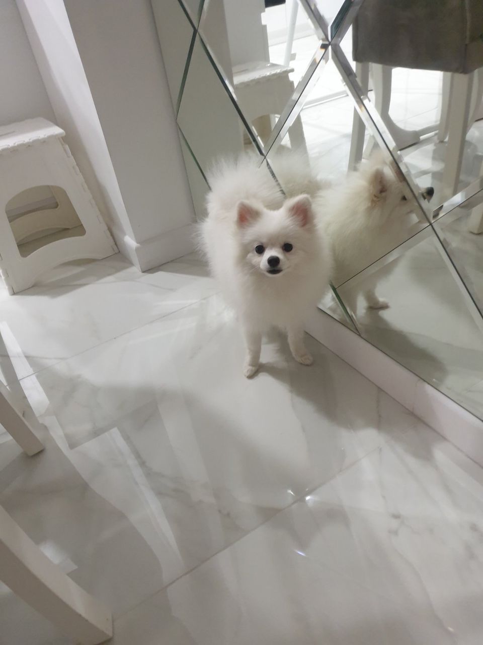 Urgent vind ciine rasa Mini Spitz