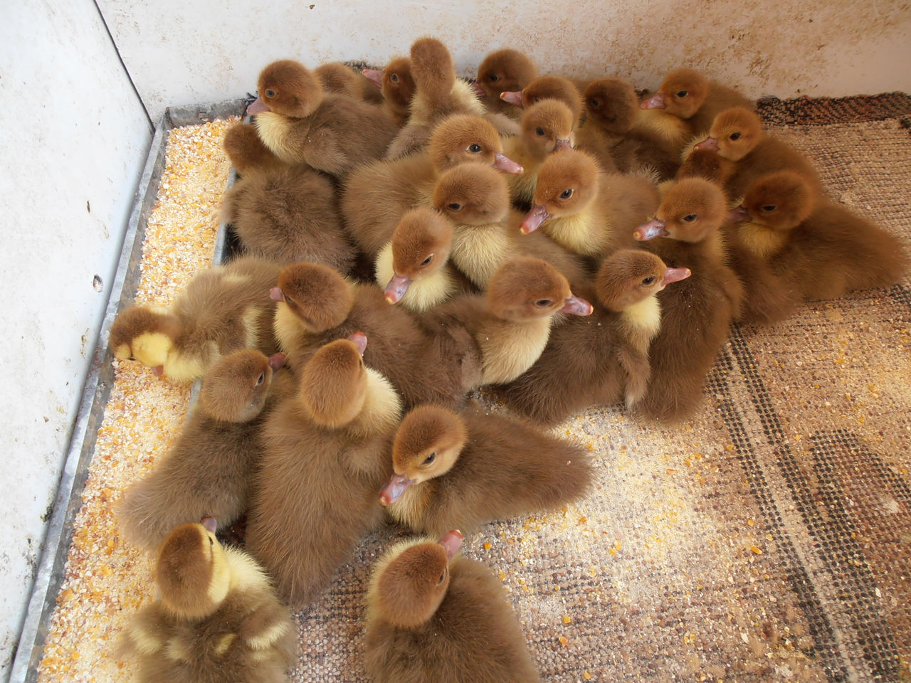 vind 25 ratuste mute cafenii linie grea -40 lei/buc