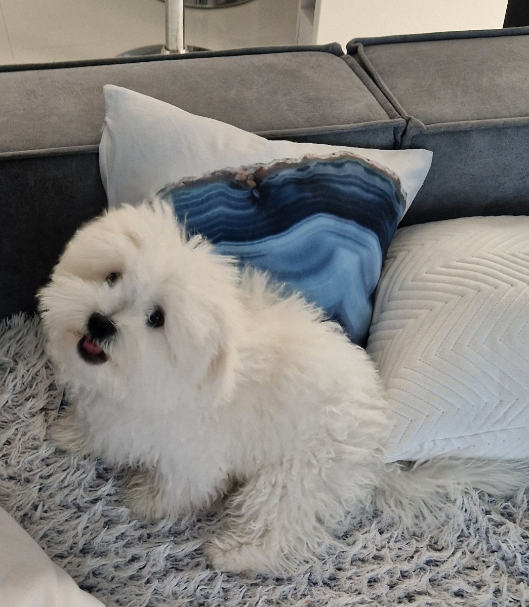 Vând cățeluș, rasa Bishon Maltez