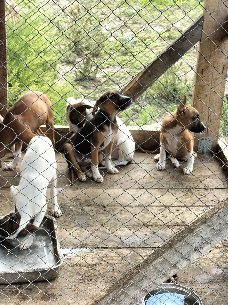 Catei de rasa pidbuli