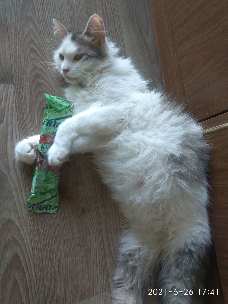 Pisici dragute daruesc in mini bune