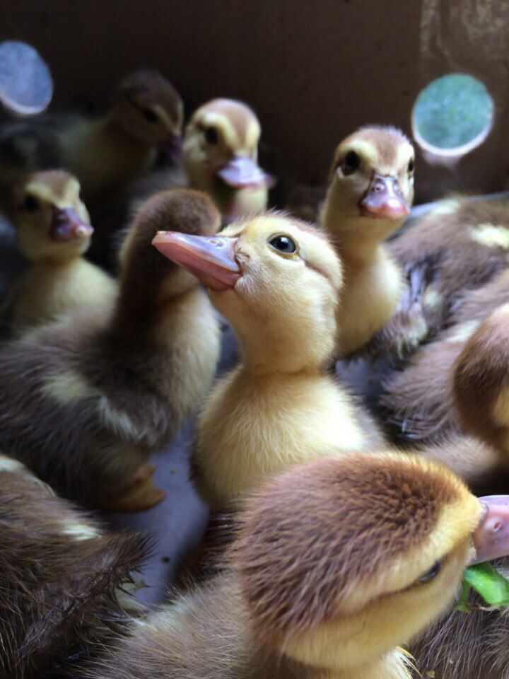 vind ratuste mute-35 lei/buc,oua de rata muta p/u incubatie-10 lei/buc ...