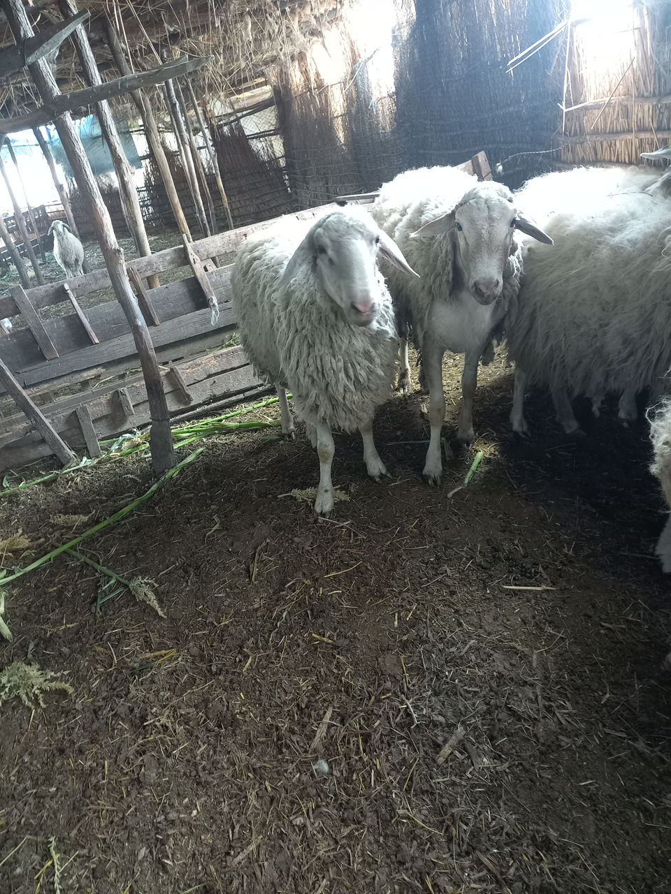 Vind 2 berbeci asaf si 2 sufolk