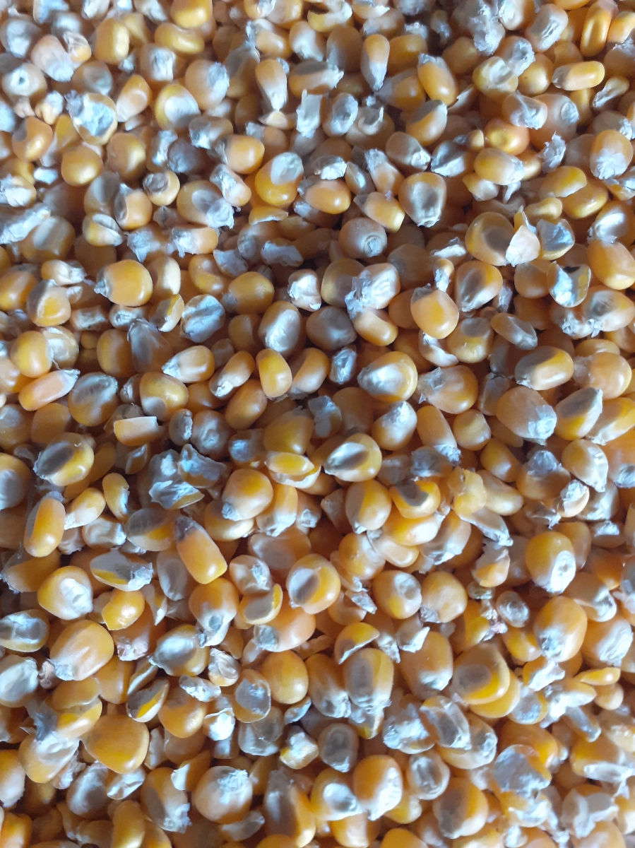 Porumb pentru morărit