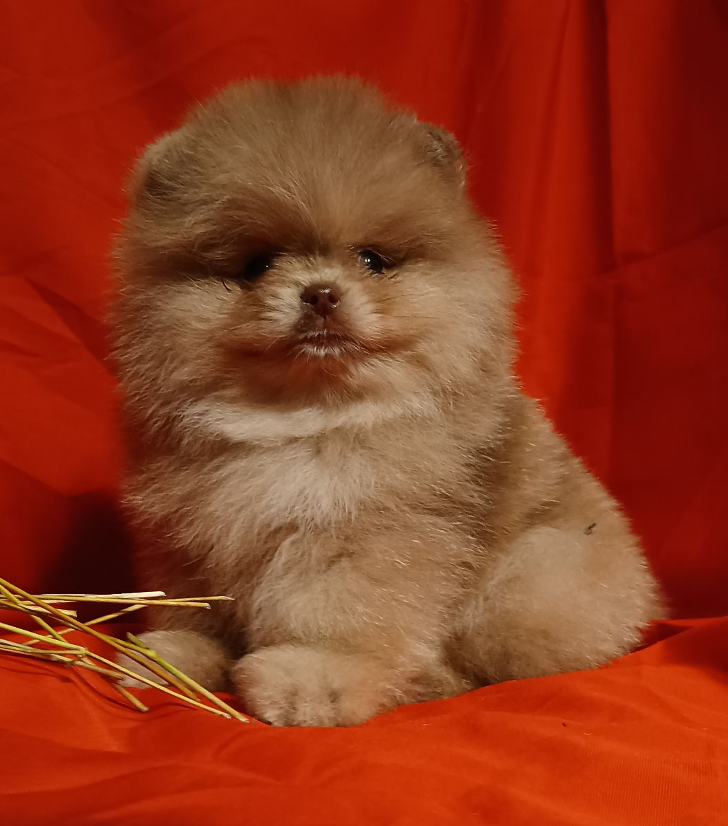 Pomeranian male chocolate merle