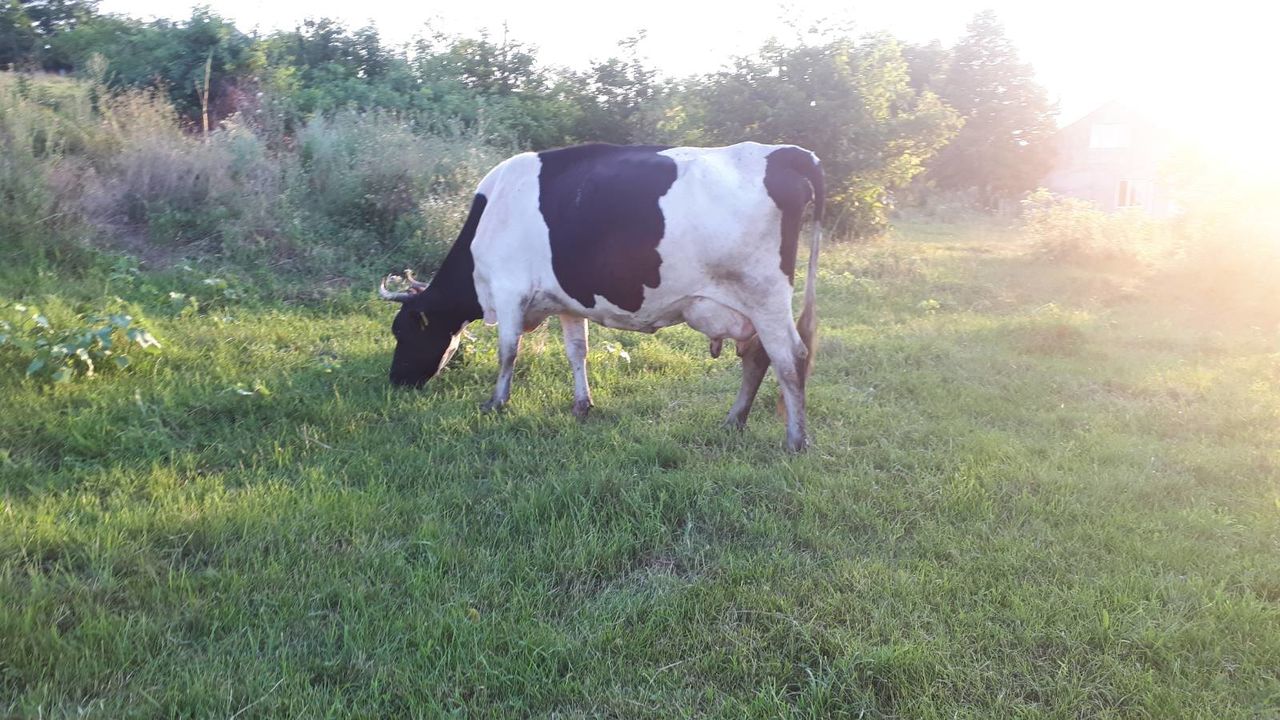 Vaci