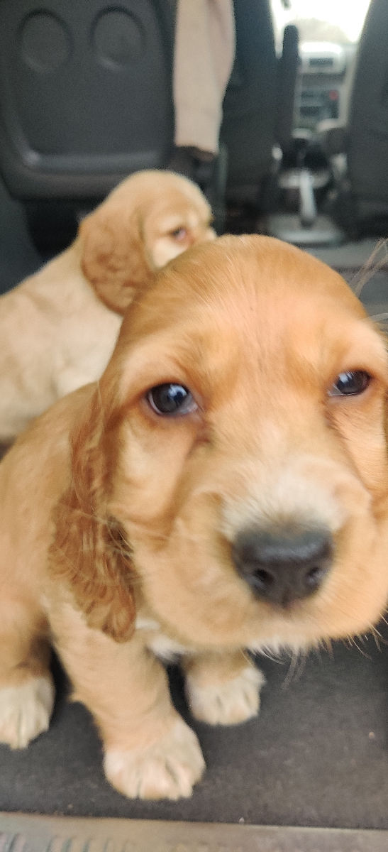 Cochier spaniol rusesc