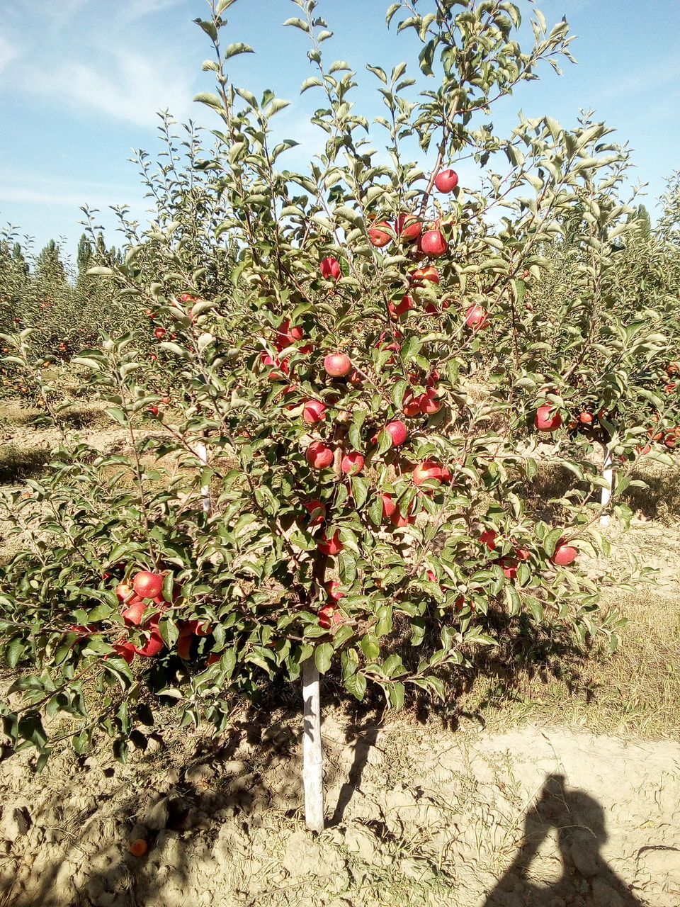 Mere Florina si Aidaret 5 Tone