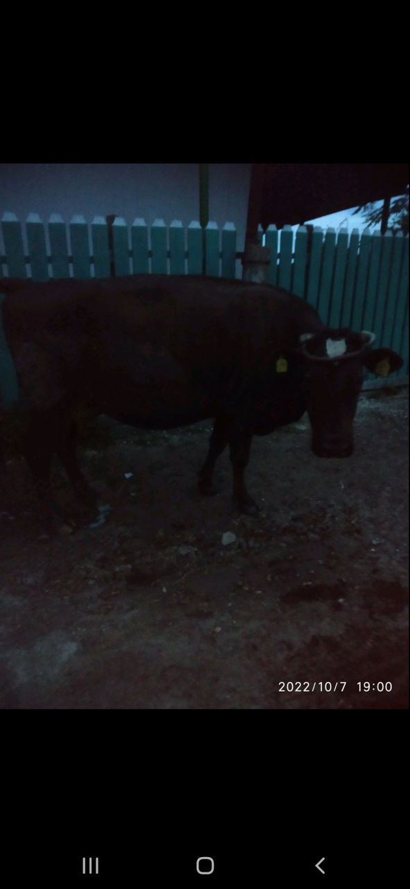 se vinde vaca bună de lapte , trebuie sa fete pe 12 decembrie!