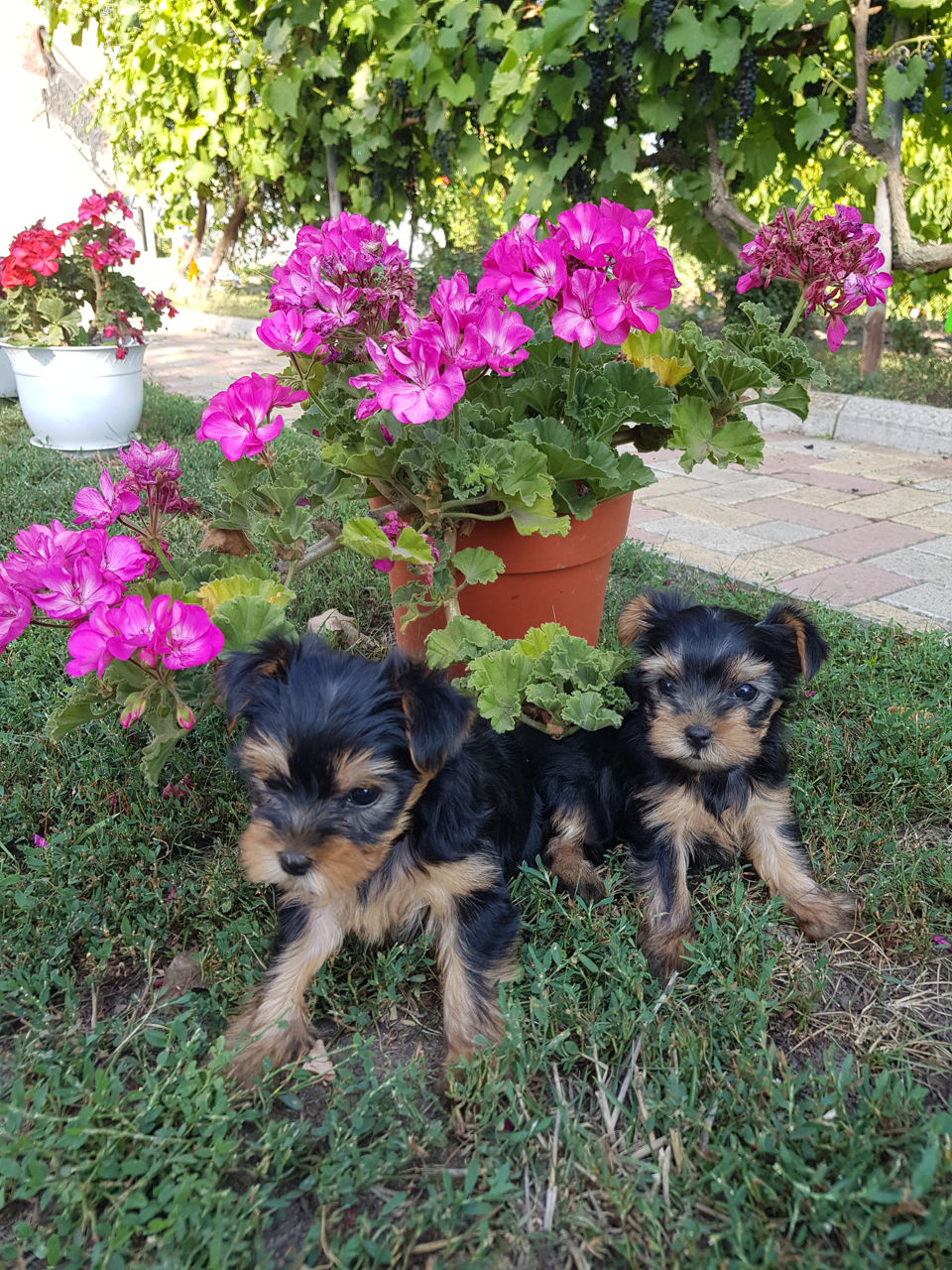 Vînd cățeluși Mini-Iorc