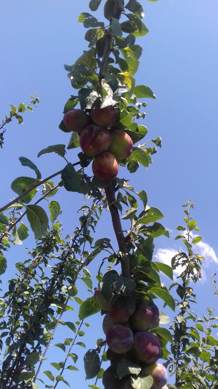 Prune şi goldane de vânzare
