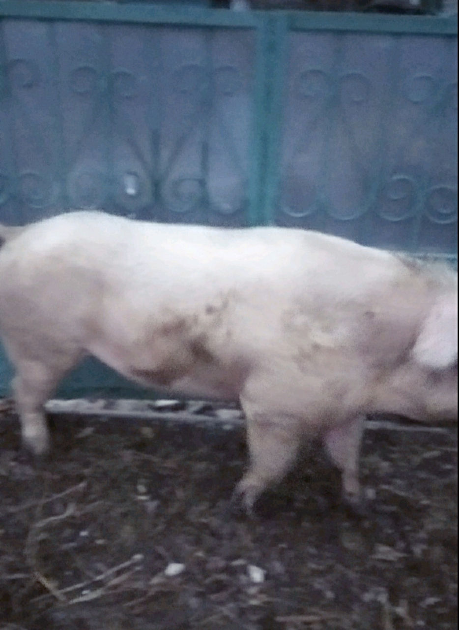 Продам хряка
