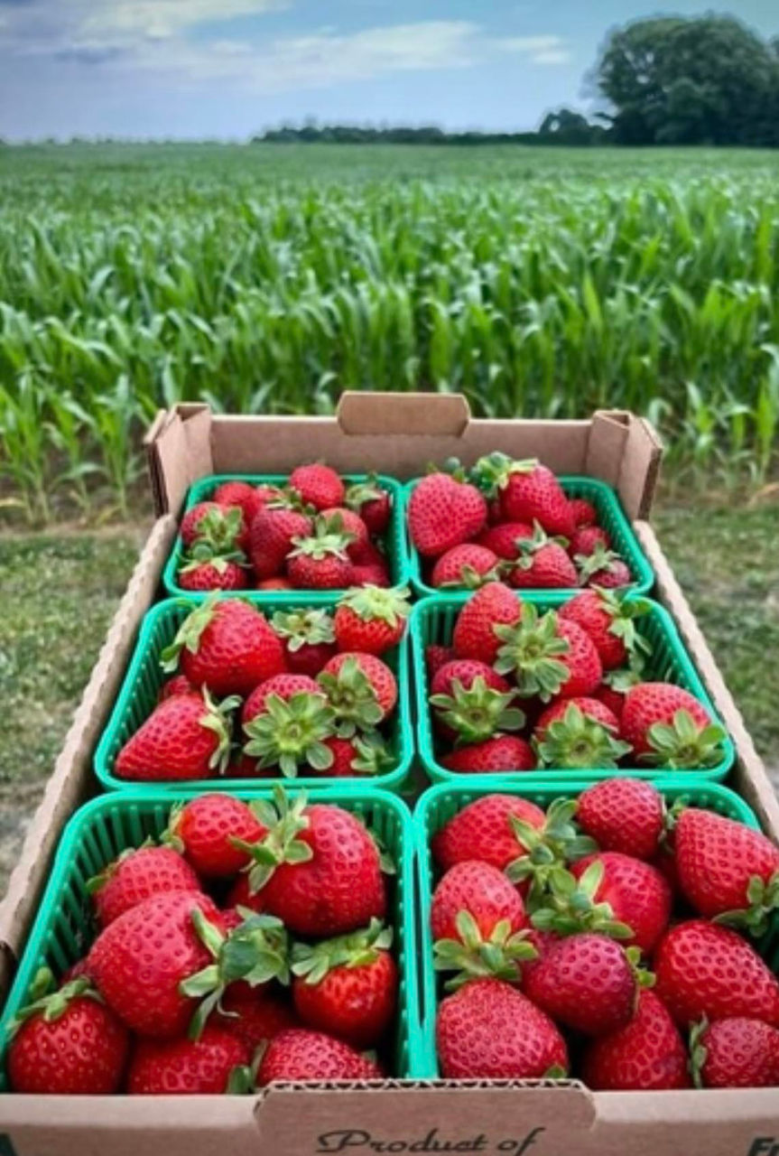 Rasad de capsuna Malwina, caliatate superioara, poze reale!