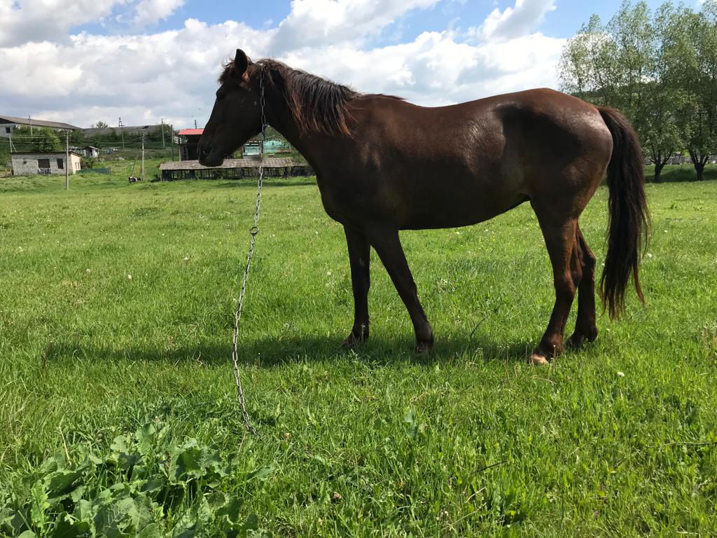 Cal si Iapa de vinzare