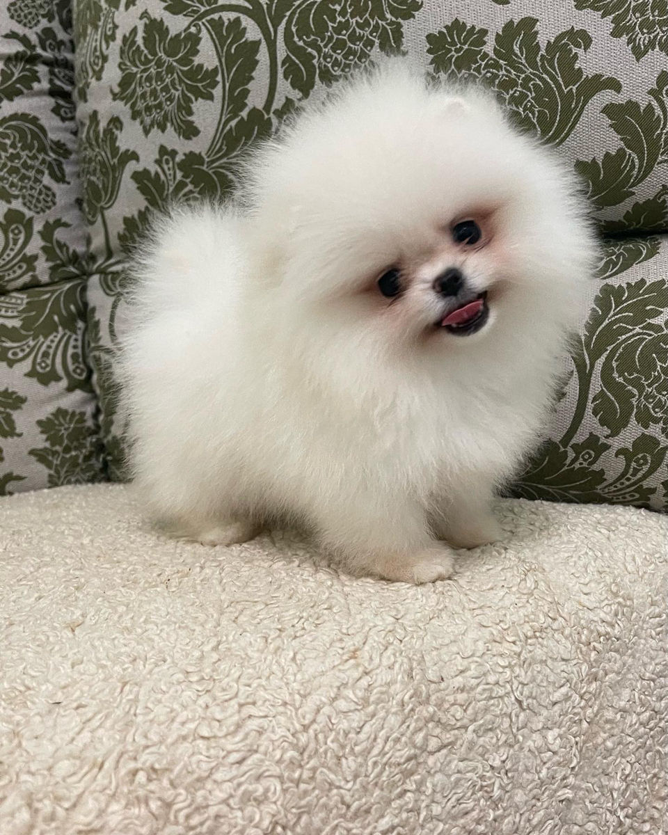 Pomeranian mini