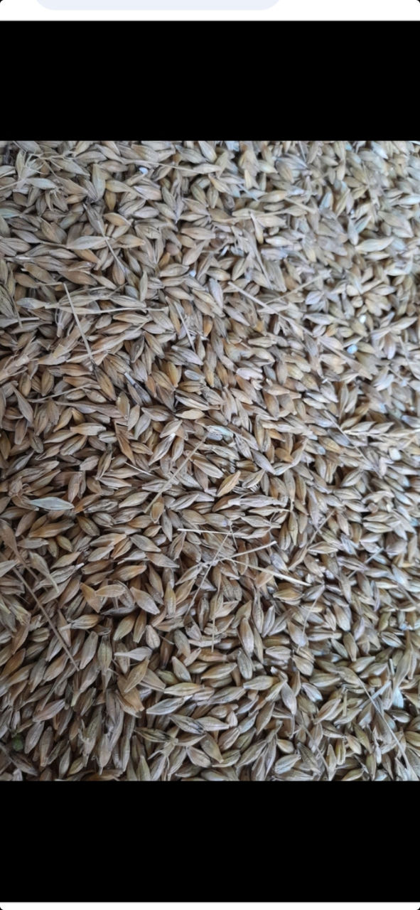 Vindem orz 10 tone Raionul Cantemir satul Ciobalaccia