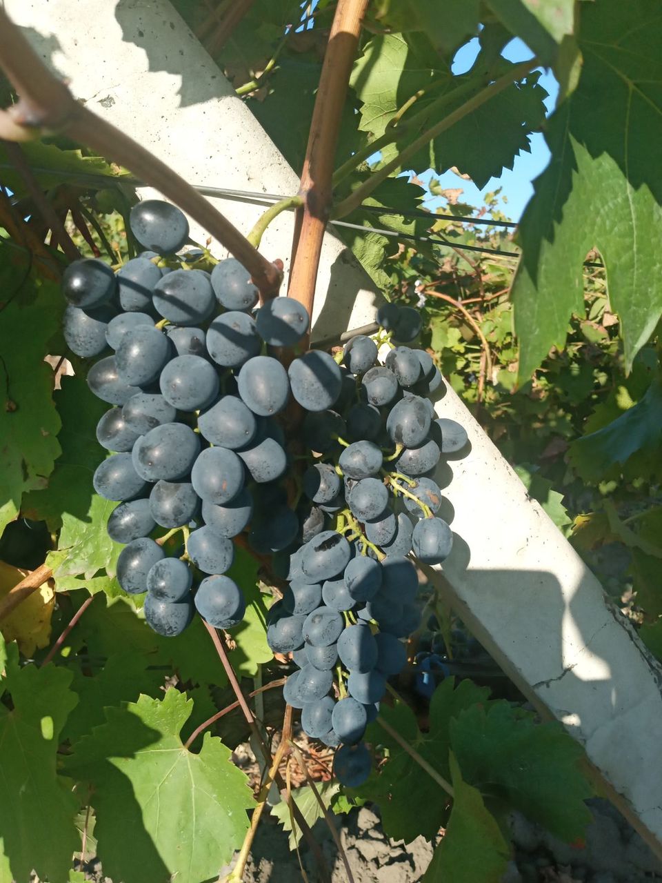 Vând struguri Moldova