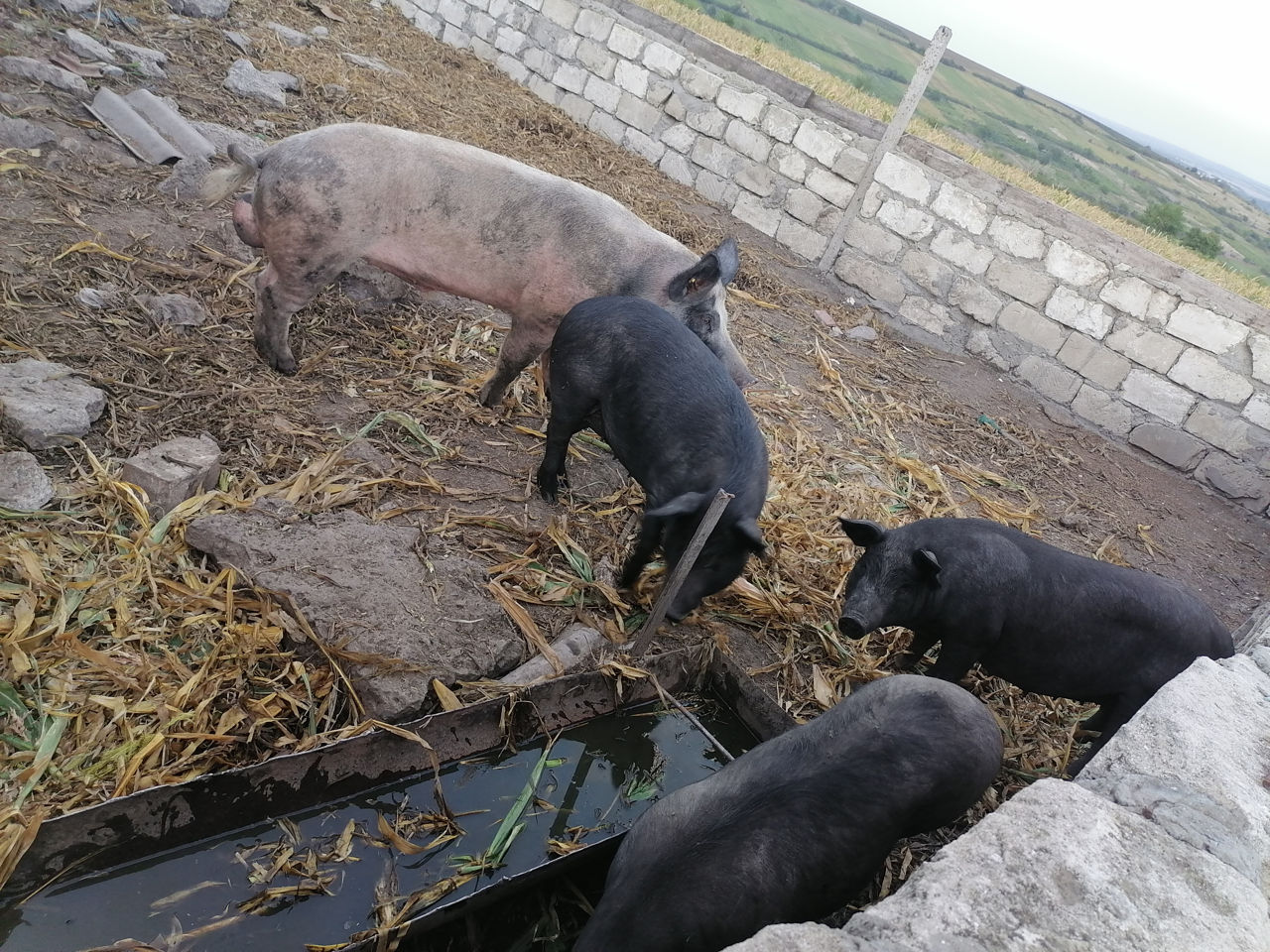 Vind 3 scroafe dea fata