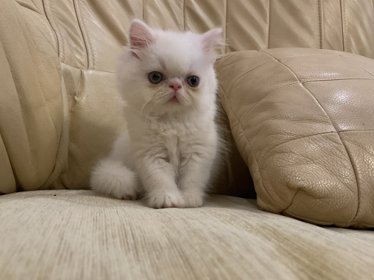 Котенок Недорого
