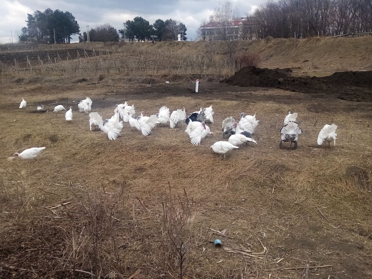 se vind curci și oua pentru clocit