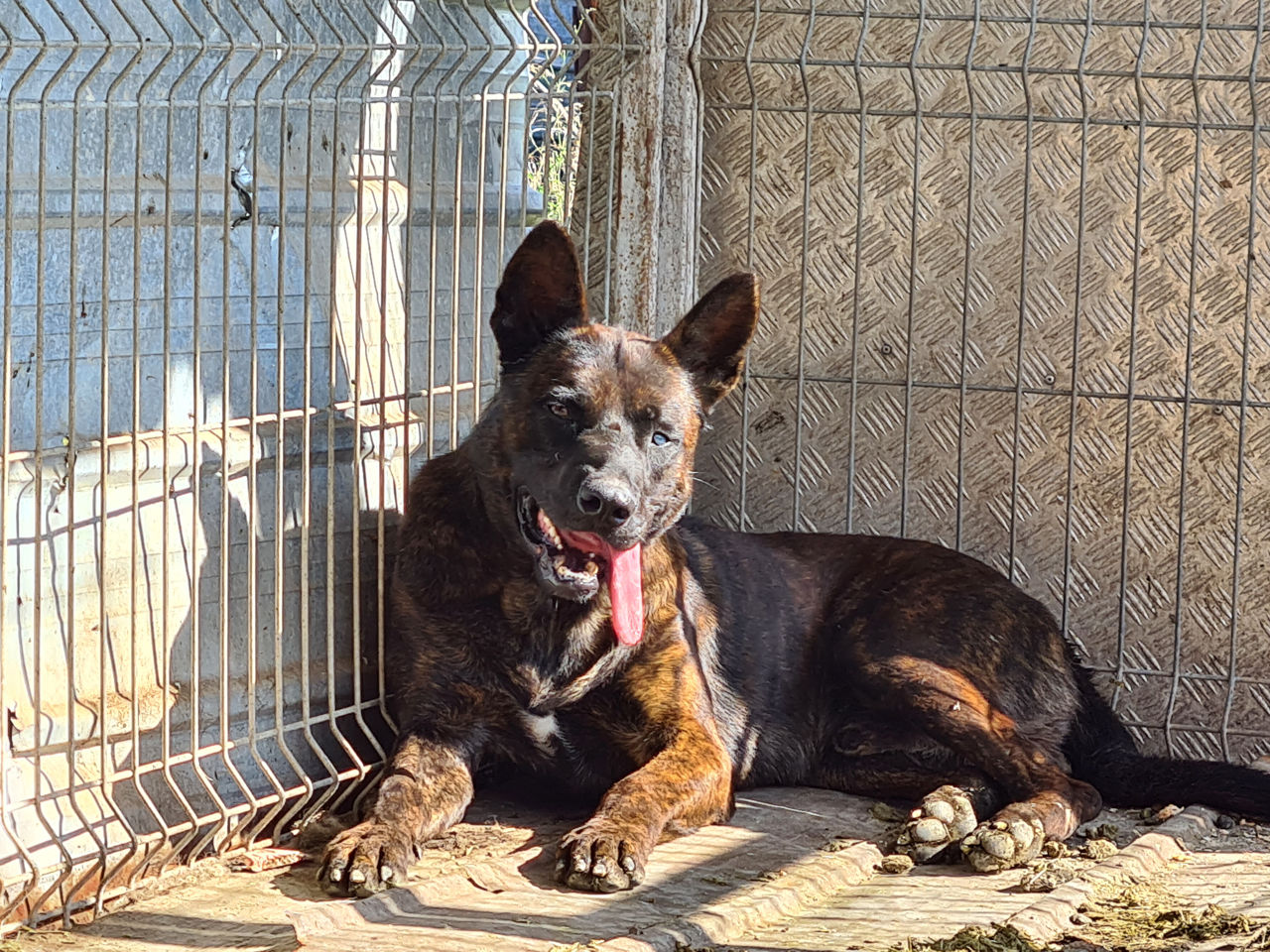 Cine lup belgian, rasă pură, Paște oi, vîrsta 5ani