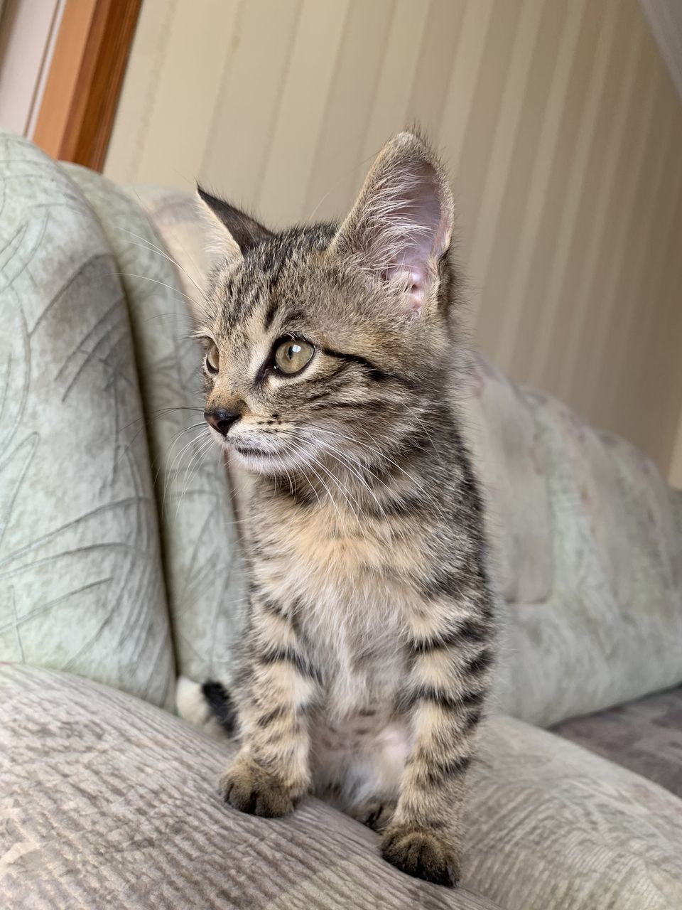 Котенок 1 месяц