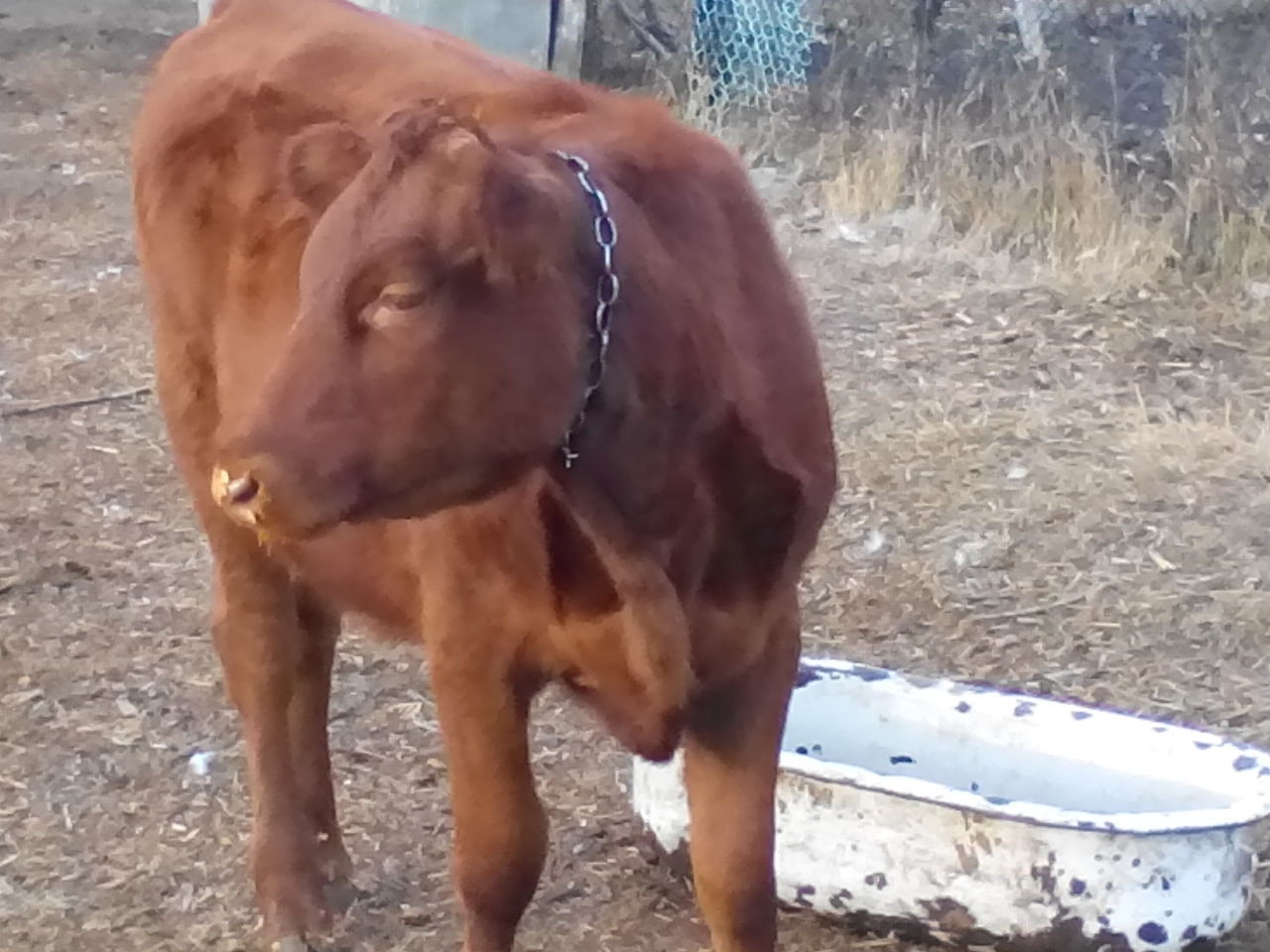 Vind vitica de 6 luni din rasa foarte foarte buna de lapte Suna acum-