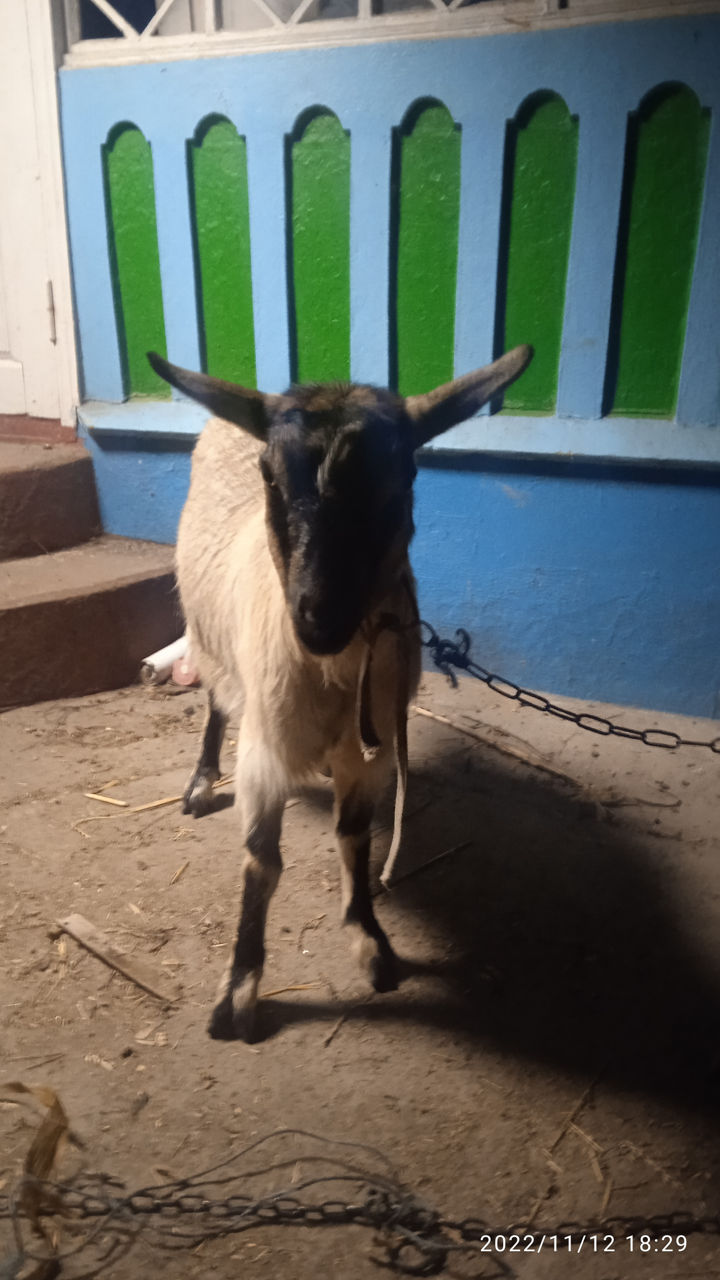 vind capra de a fata de la un ALPINO FRANCEZ curat