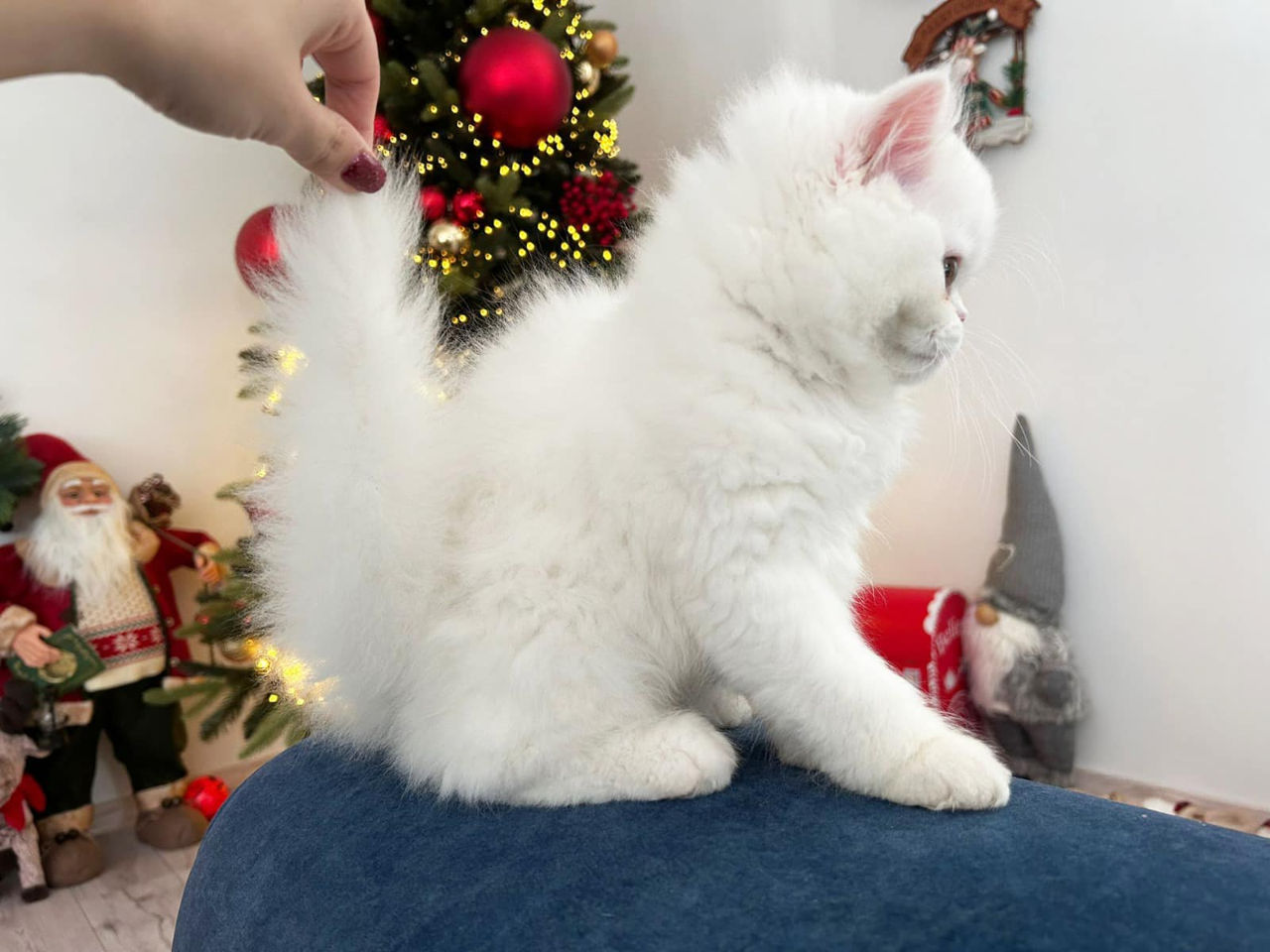 Pisoiași albi rasă pură, de la motan alb scottish fold longhair, ochi ...