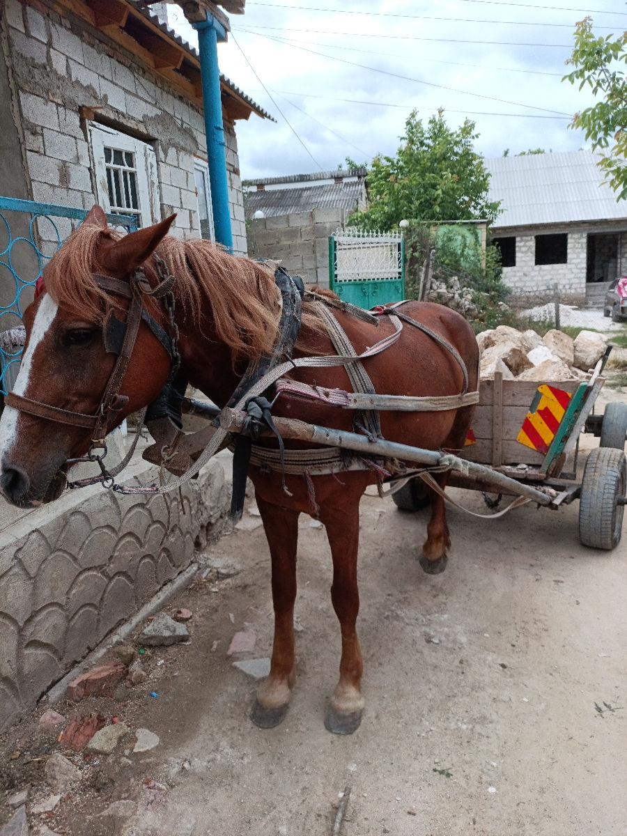 Vind sau schimb iapă