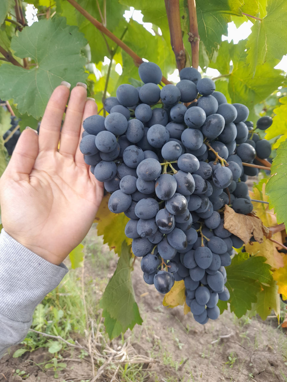 Vind poama Moldova in cantitate mare