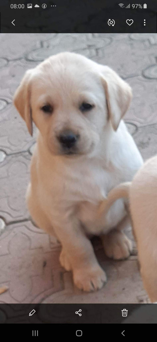 Cățel Labrador