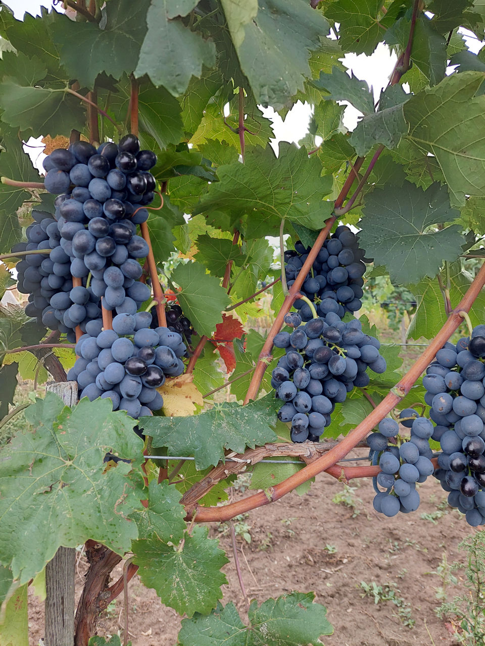 Vând struguri. 2.80 lei per kg