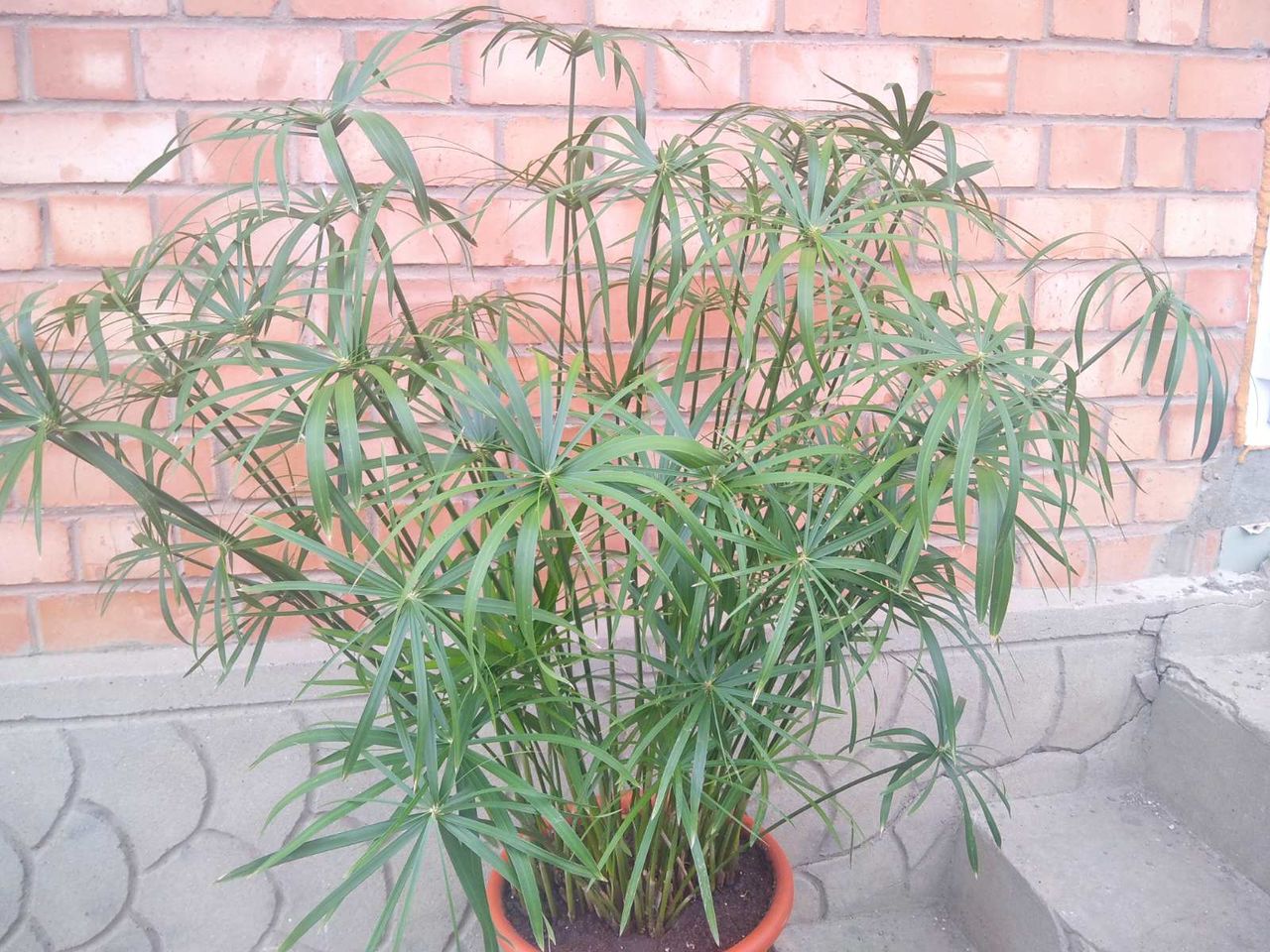 Se vinde floare de camera