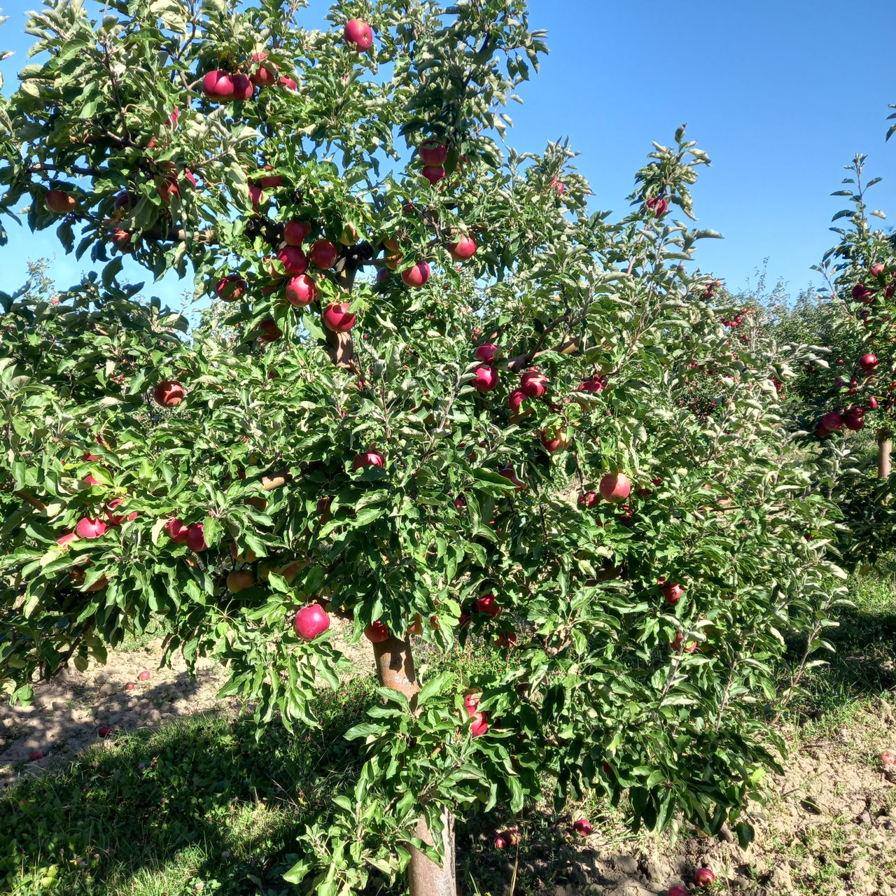 Mere Aidaret, Florina si Janagold.