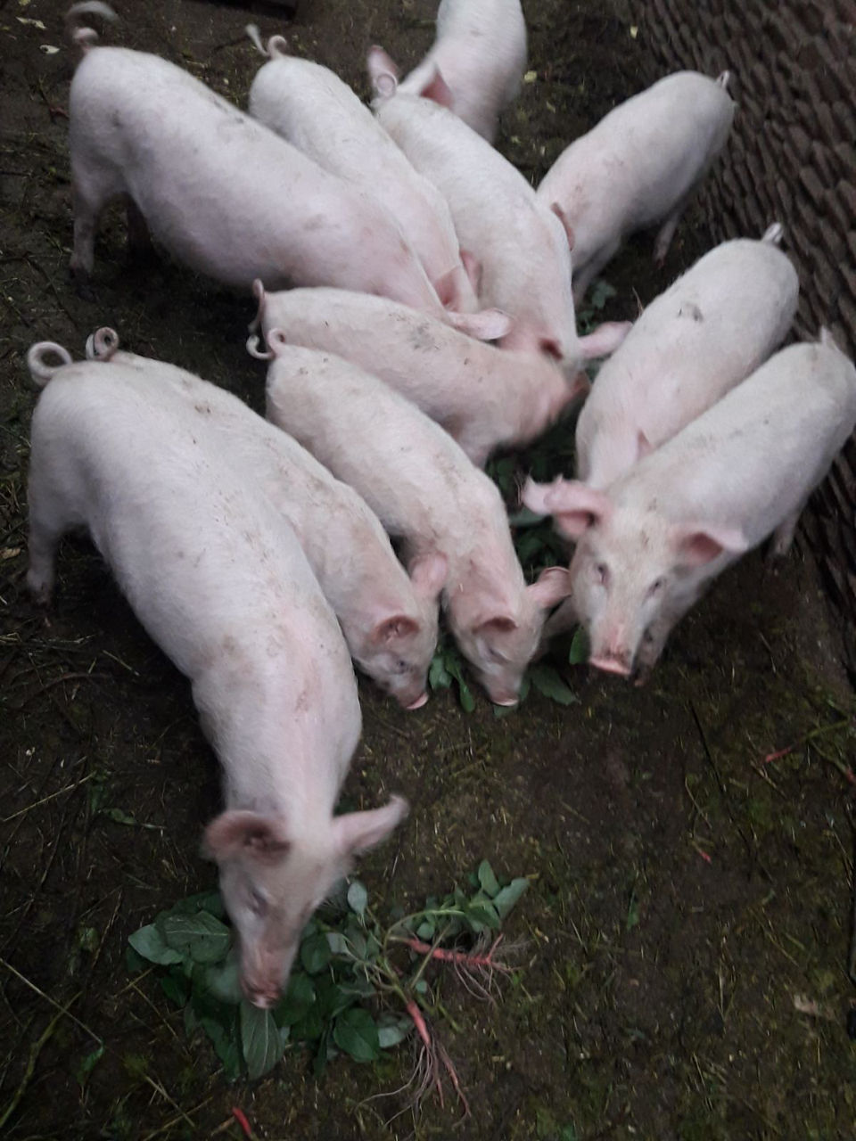 Vind porci, vier si scroafa, buhai/vitei