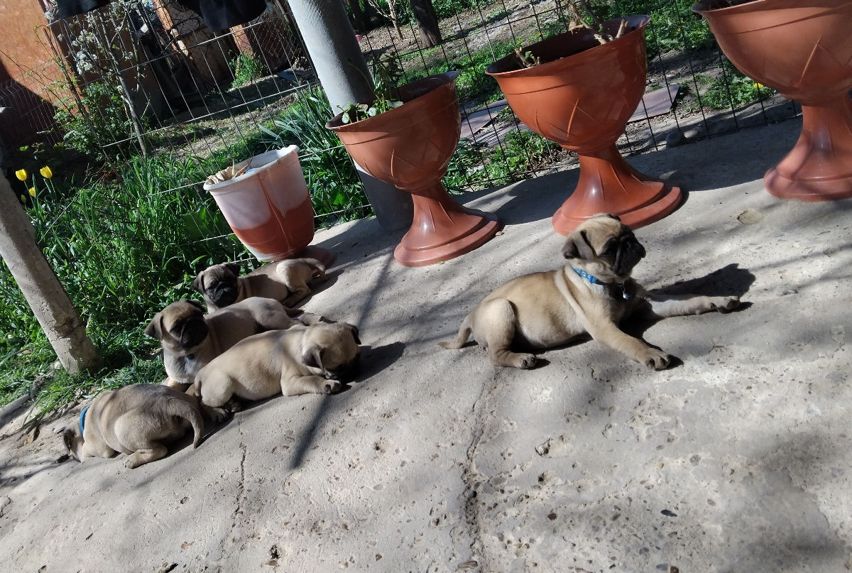 Vind catei de rasa mops