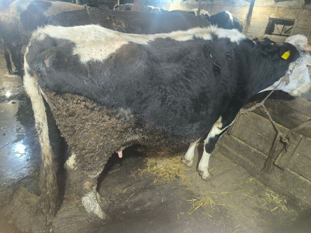 Se vinde vaca la 4 fatare la sfirsit de aprilie