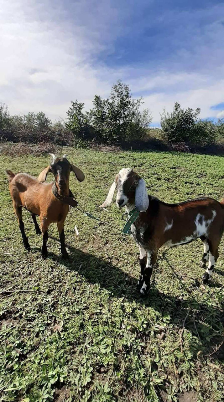 Vind o capra si un tap