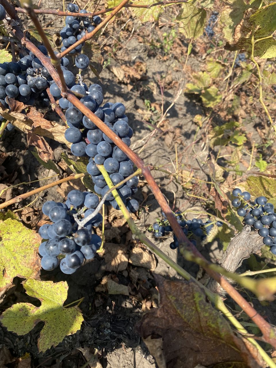 Vând poama pentru vin