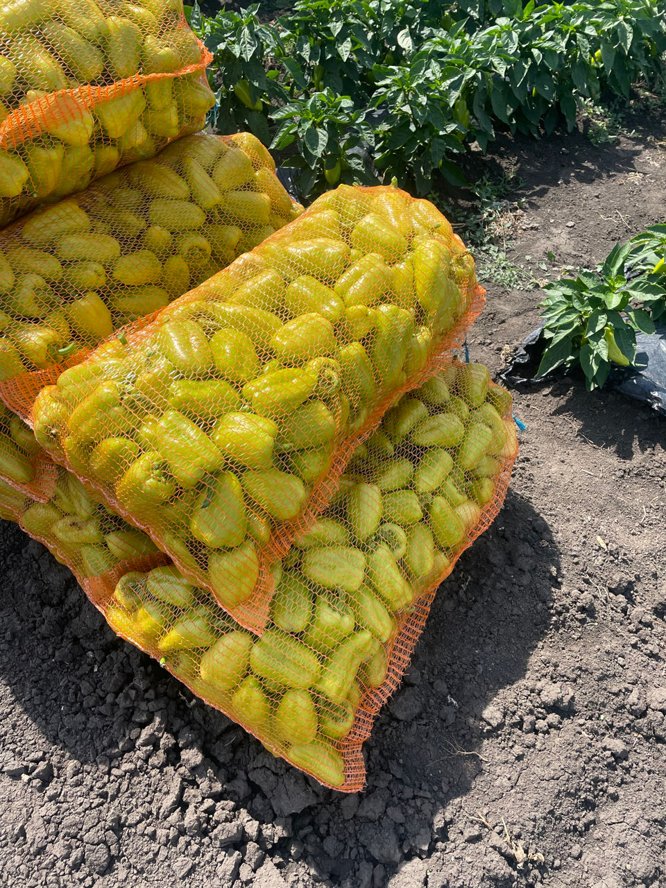 Vindem legume de la producător